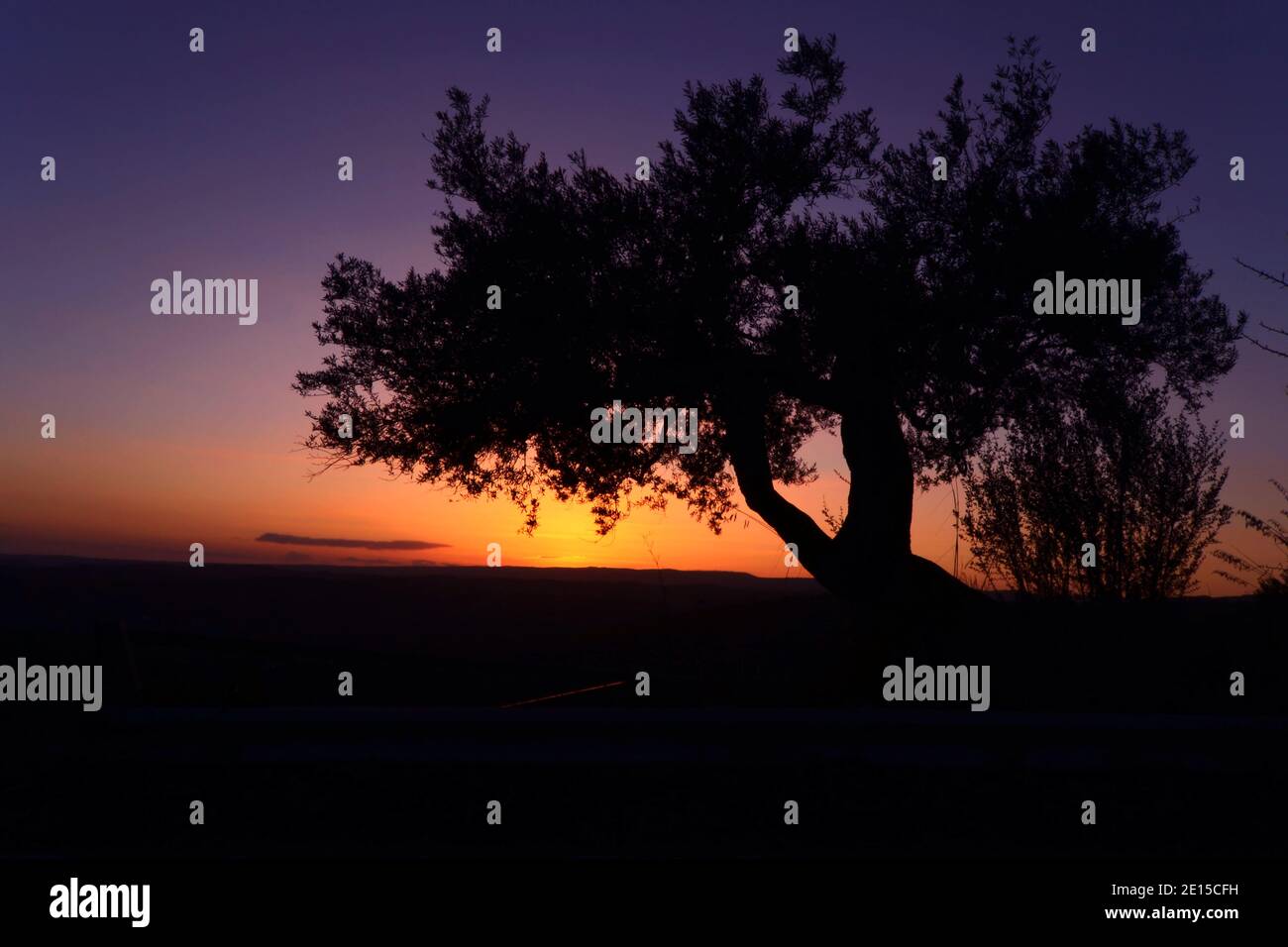 Olive tree at sunset hi-res stock photography and images - Alamy