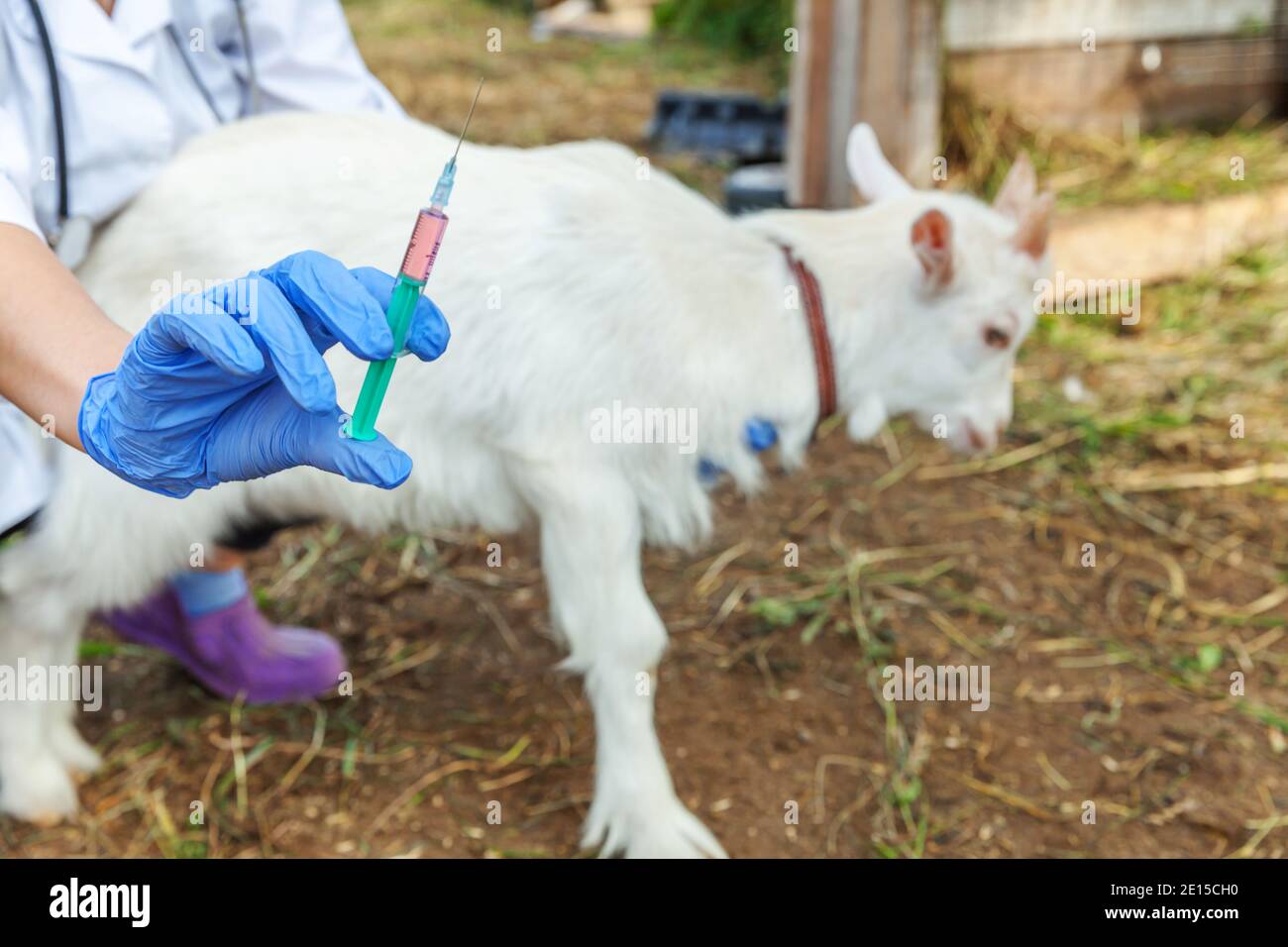 Young veterinarian woman with syringe holding and injecting goat kid on ...