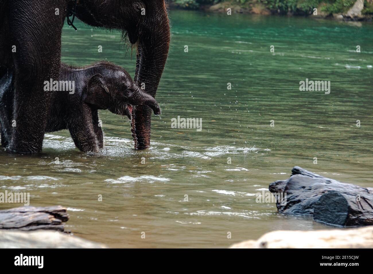 a female elephant and her baby in a national park forest Stock Photo ...