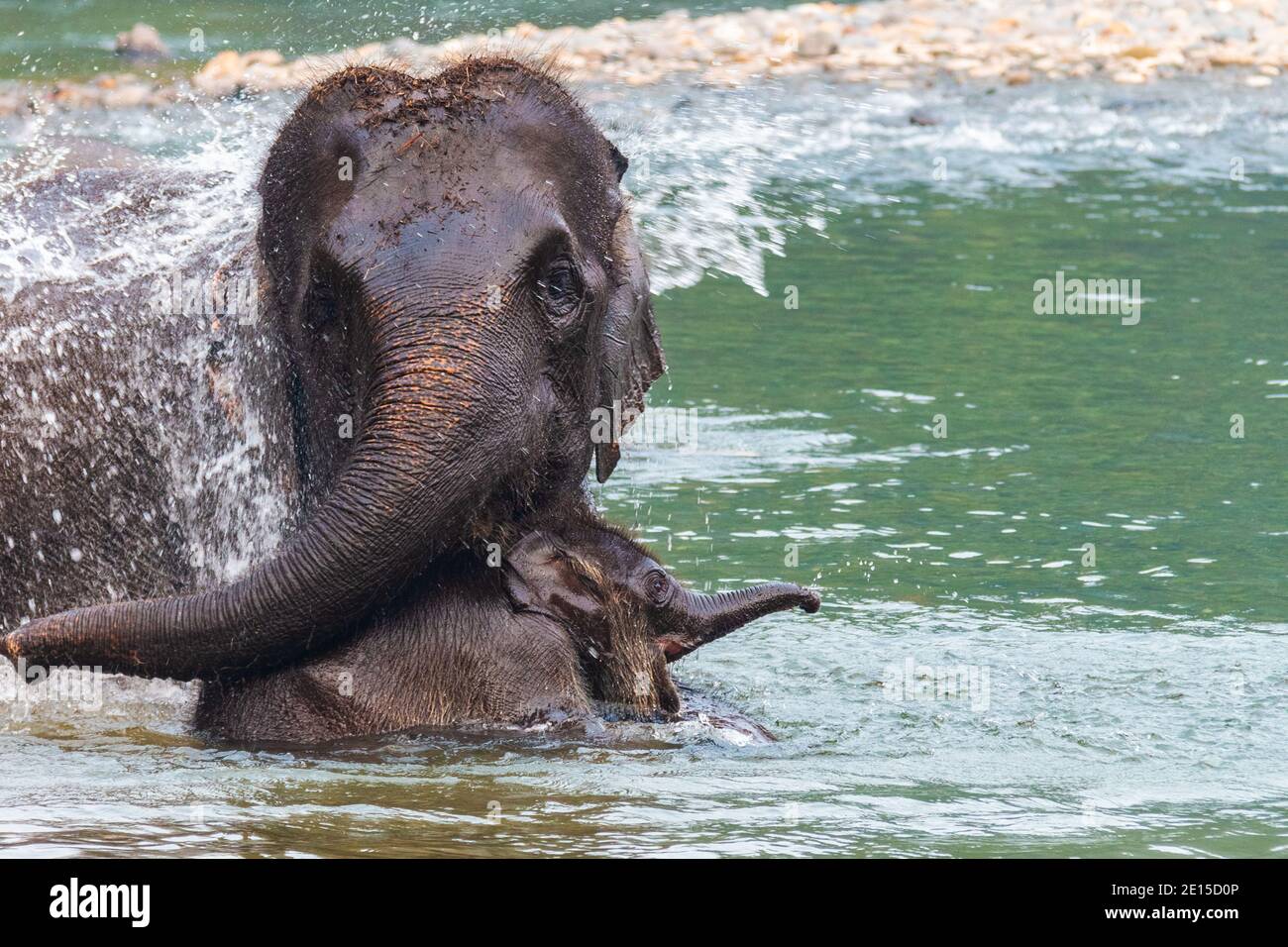a female elephant and her baby in a national park forest Stock Photo ...