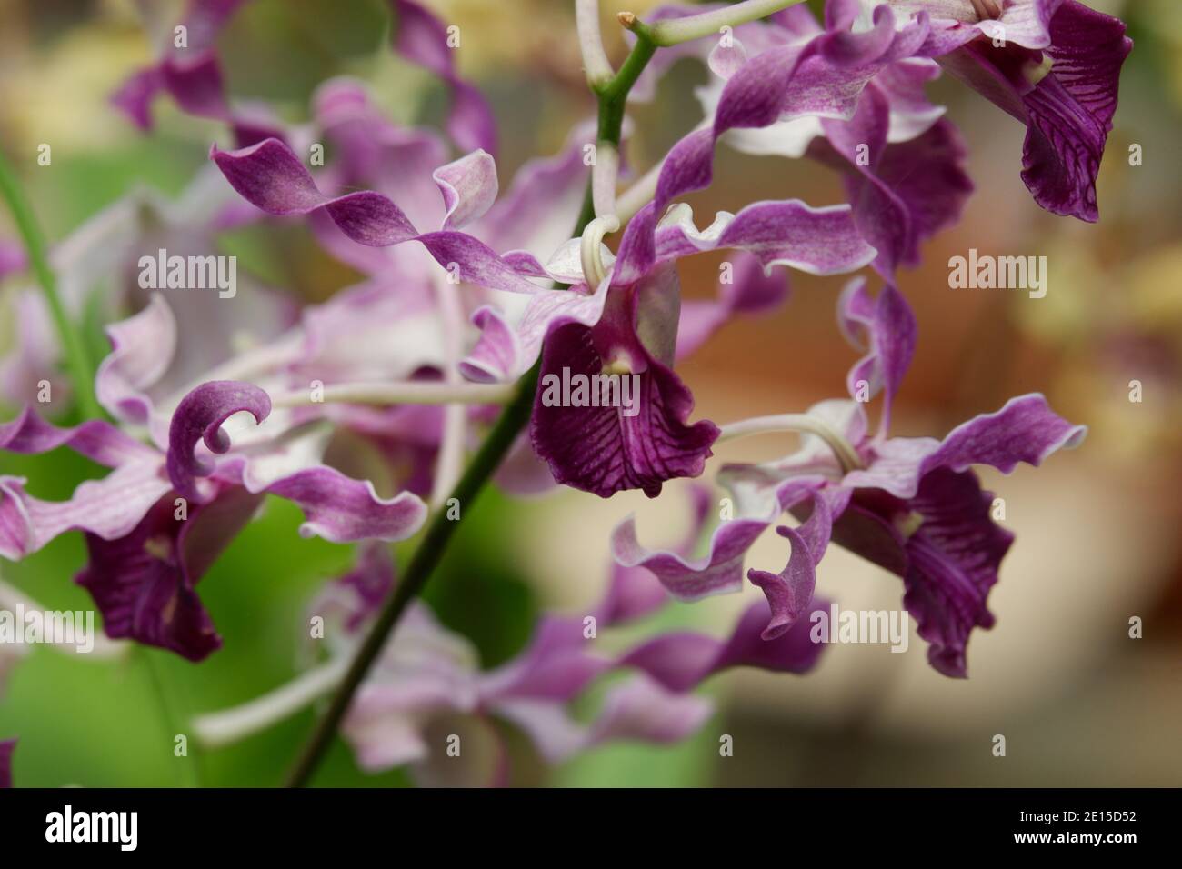 selective focus close up image of purple curly dendrobium orchid ...