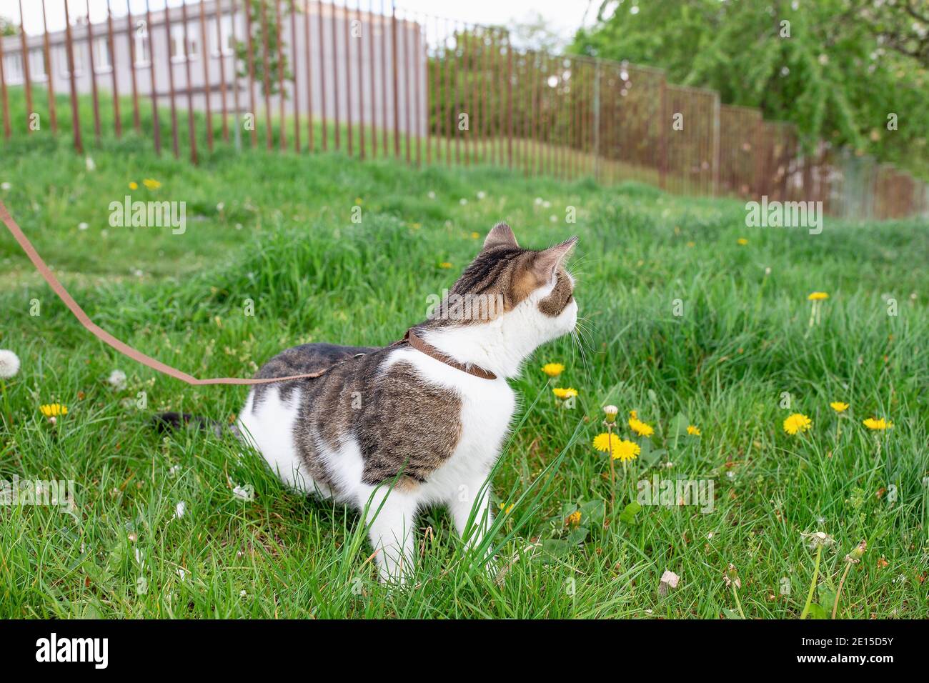 Domestic cat on leash walking outdoor in grass Stock Photo - Alamy