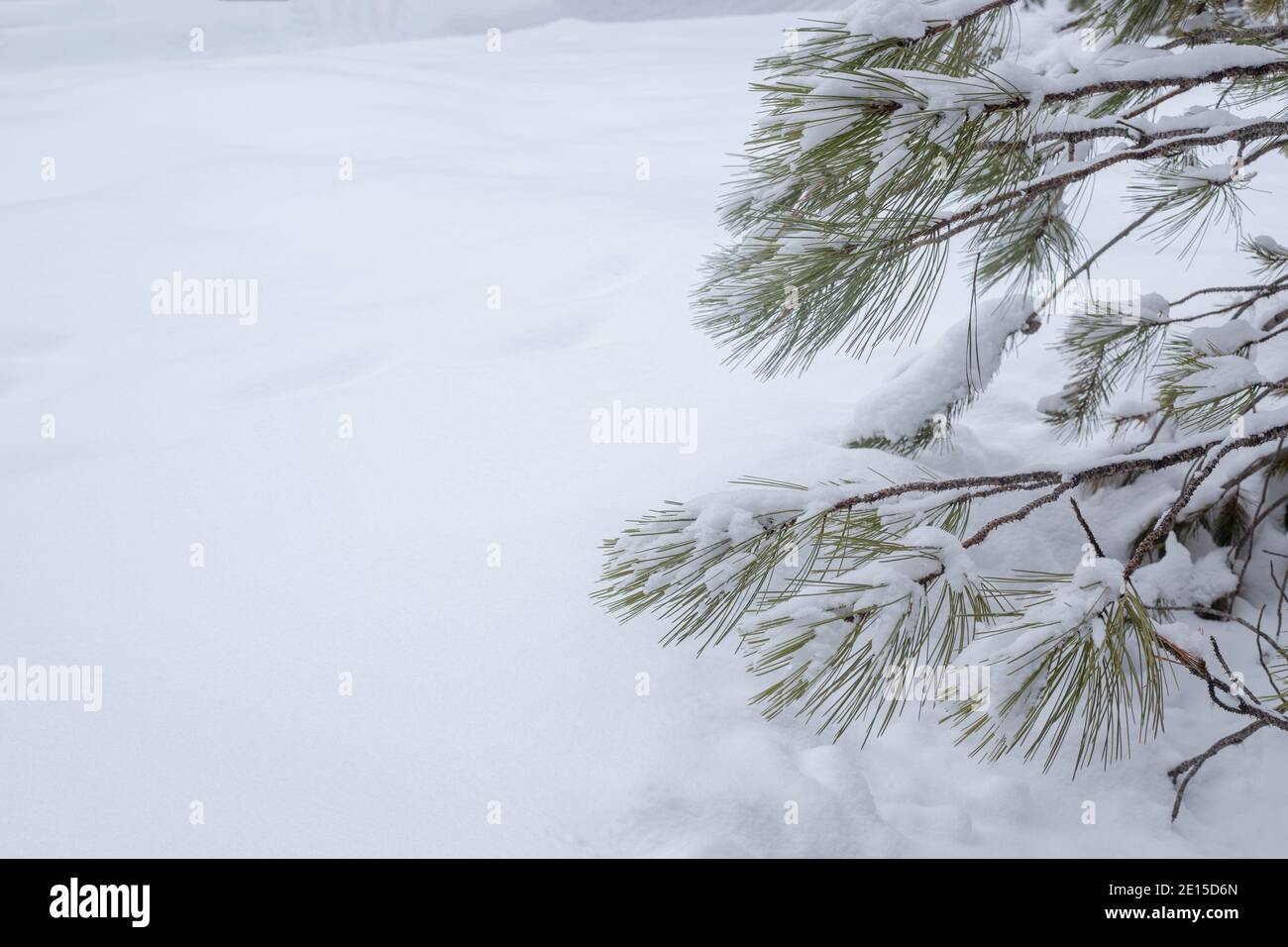 Long pine needles hi-res stock photography and images - Alamy