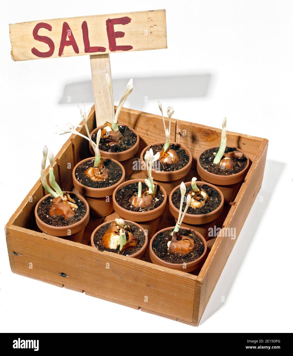 Potted blooming bulbs in tray with sale sign photographed on a white ...