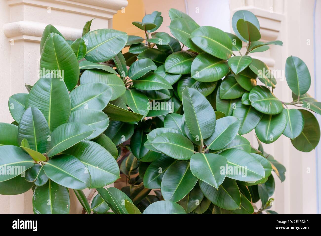 Ficus Elastica Flower