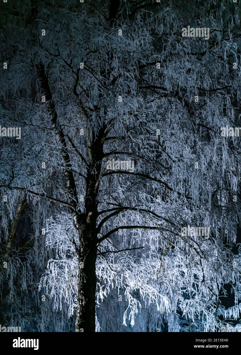 Frozen tree lit up on a cold winters night Stock Photo - Alamy