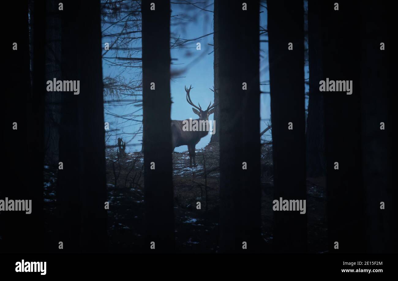 Deer in forest at night hi-res stock photography and images - Alamy