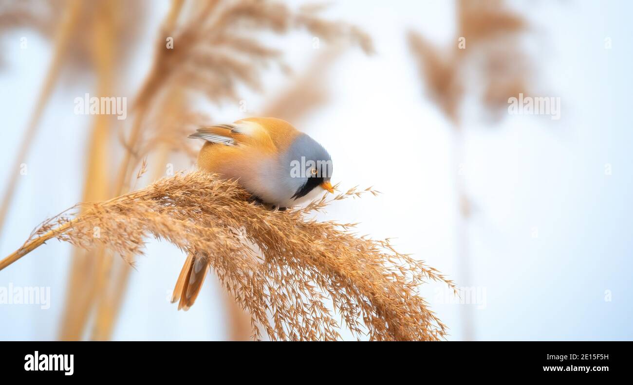 Beautiful nature scene with Bearded Parrotbill Panurus , the best photo ...