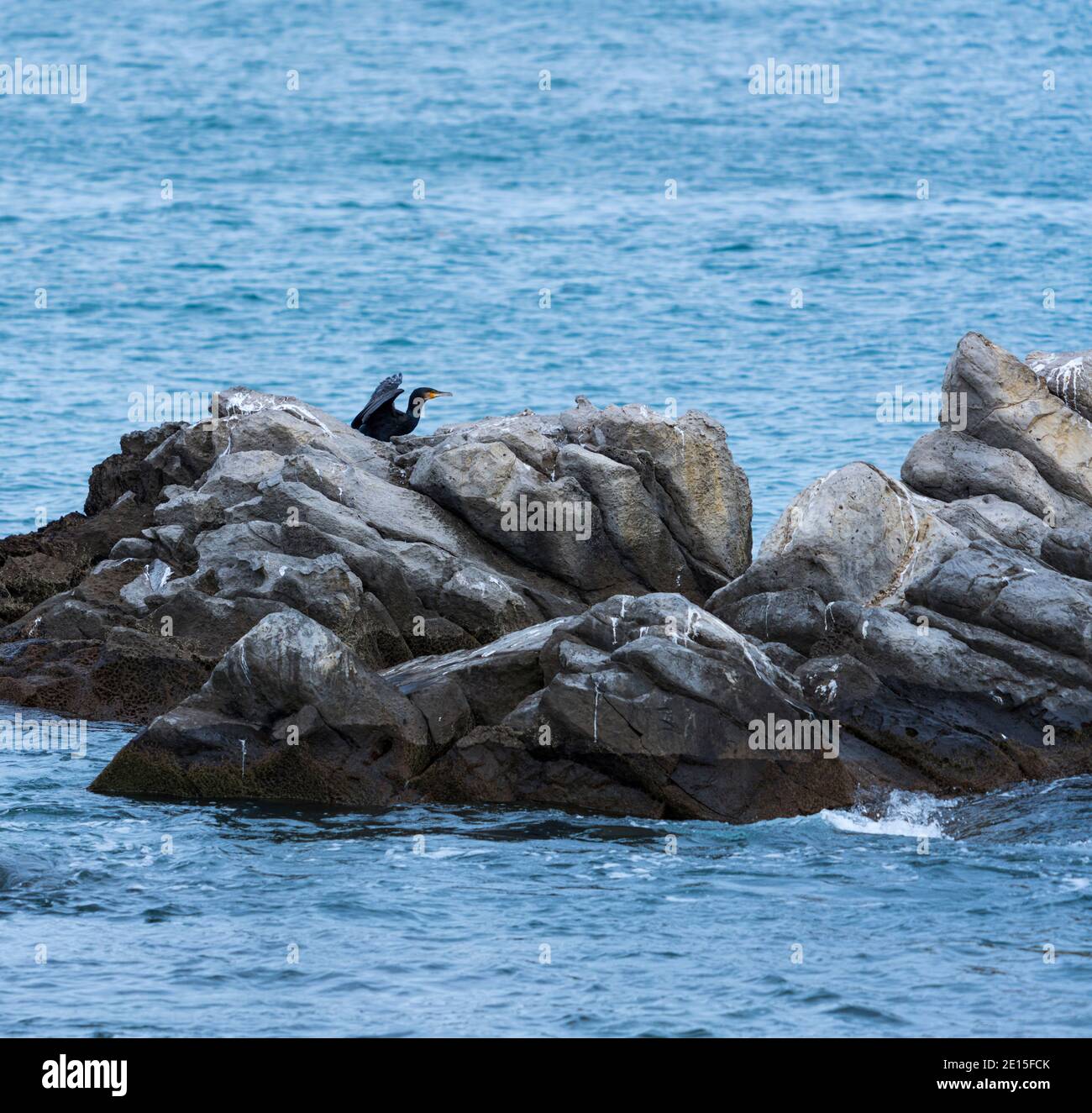 Great cormorant - CORMORAN GRANDE (Phalacrocorax carbo Stock Photo - Alamy