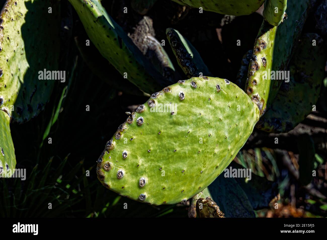 Paddle cactus hi-res stock photography and images - Alamy