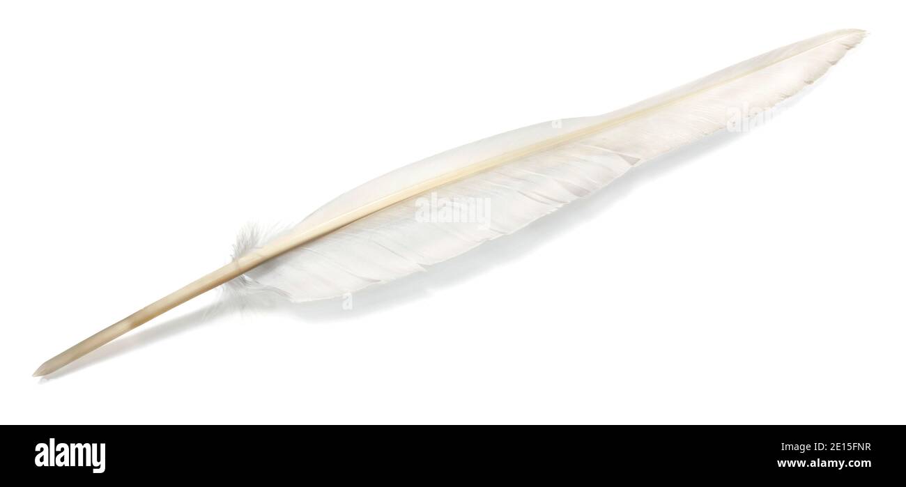 White feather quill pen photographed on a white background Stock Photo ...