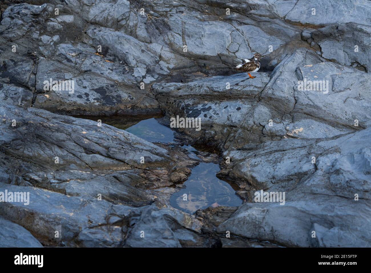 Arenaria interpres animales hi-res stock photography and images - Alamy