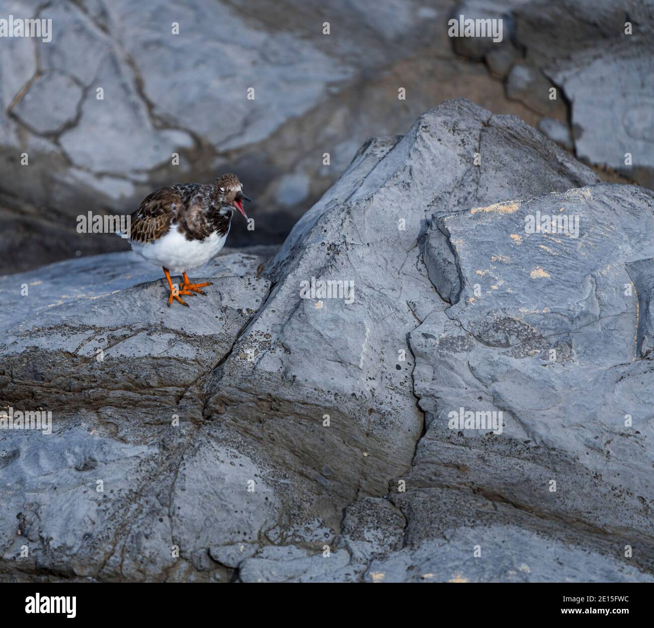 RUDDY TURNSTONE - VUELVEPIEDRAS Arenaria interpres Stock Photo - Alamy