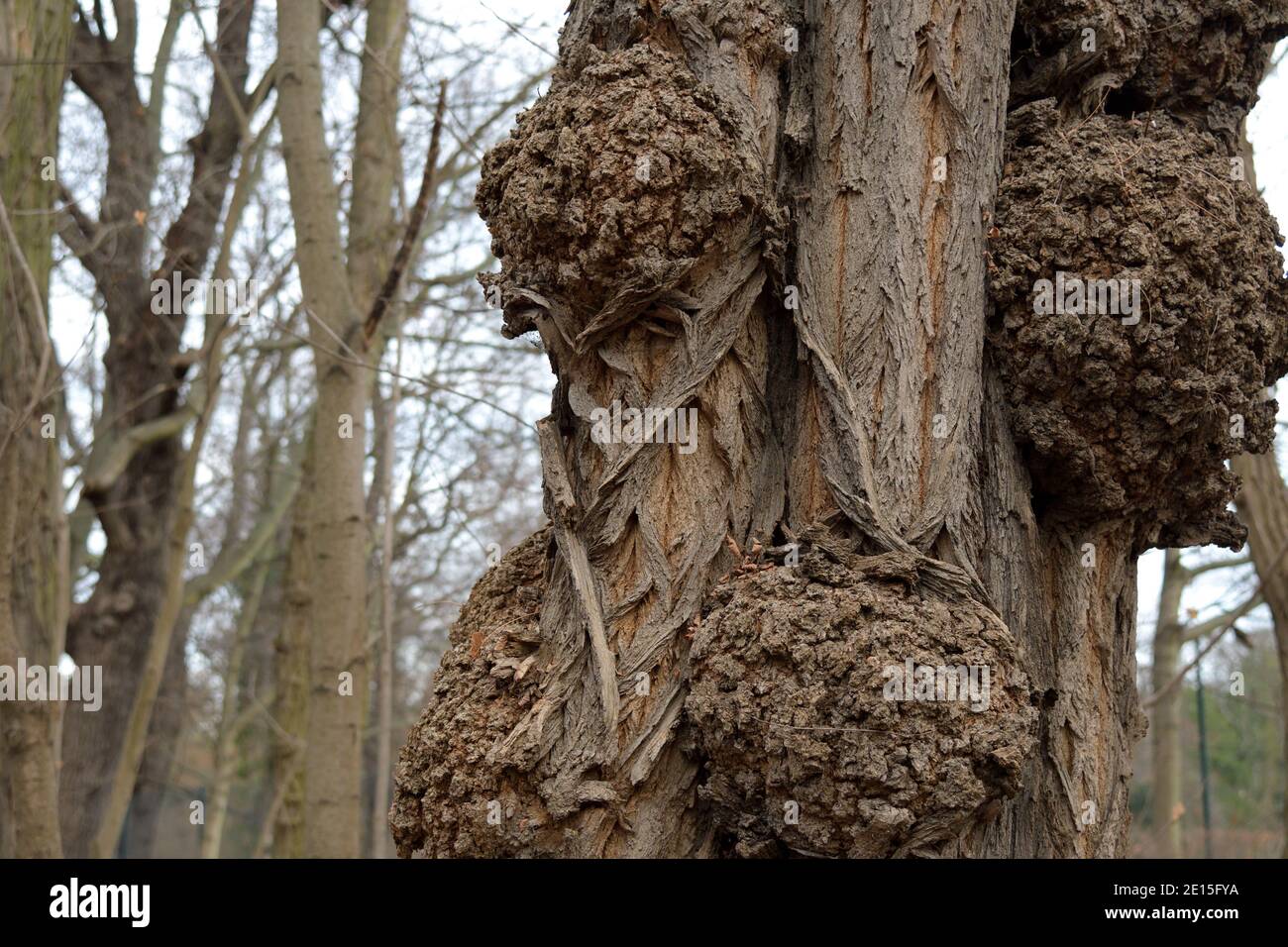 Structured garden hi-res stock photography and images - Alamy