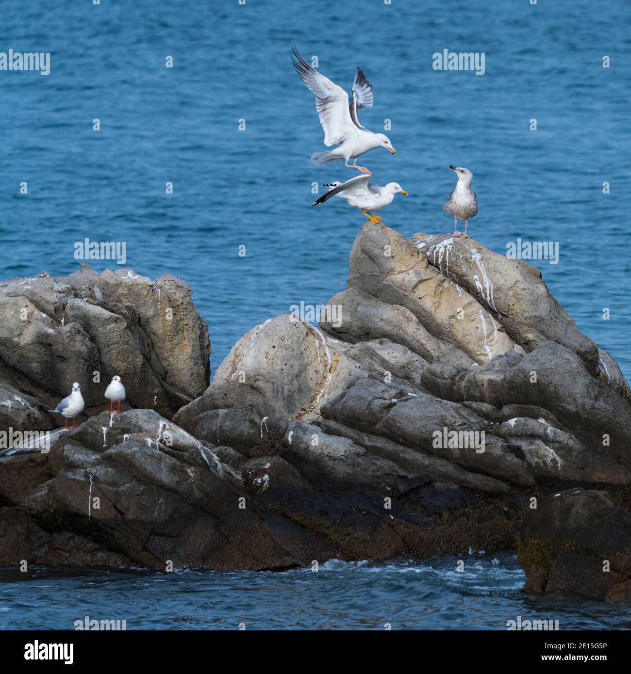 YELLOW-LEGGED GULL Larus michahellis Stock Photo - Alamy