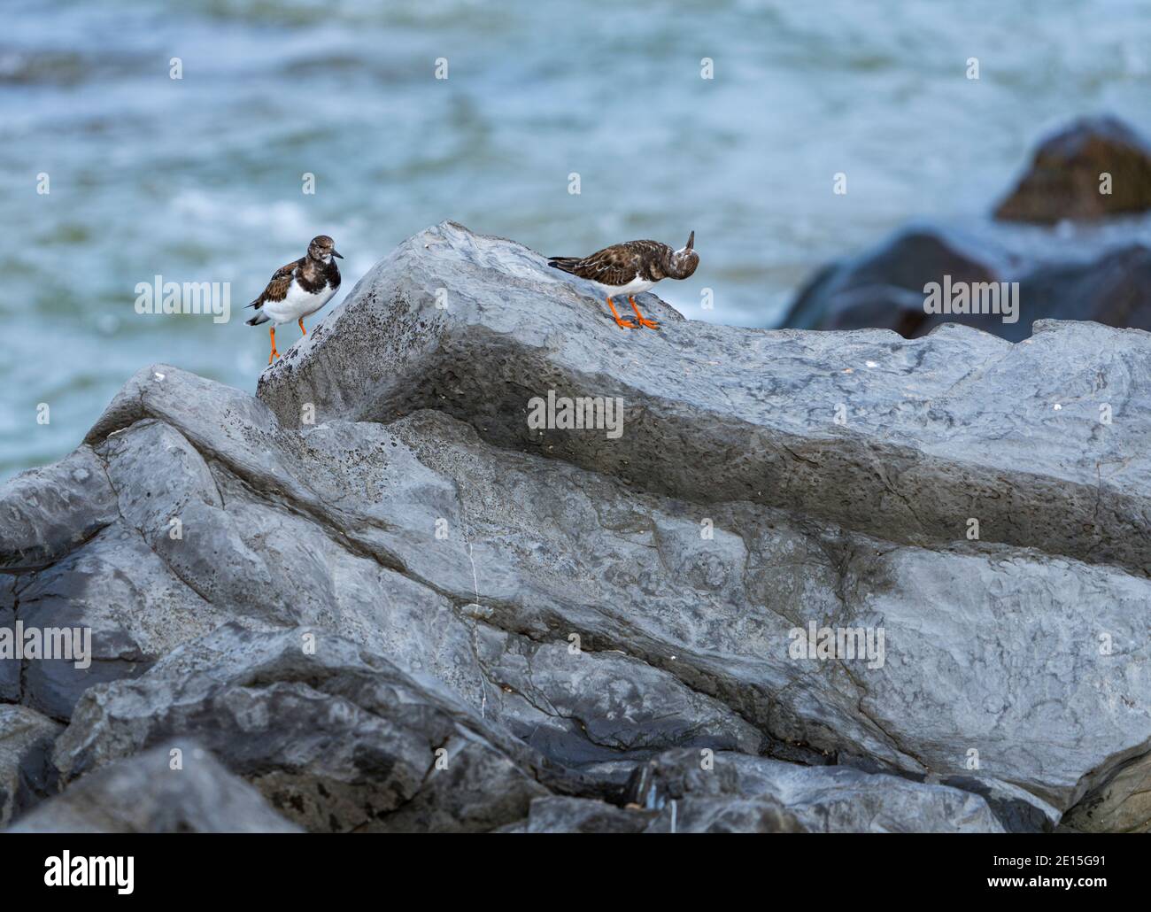 RUDDY TURNSTONE - VUELVEPIEDRAS Arenaria interpres Stock Photo - Alamy