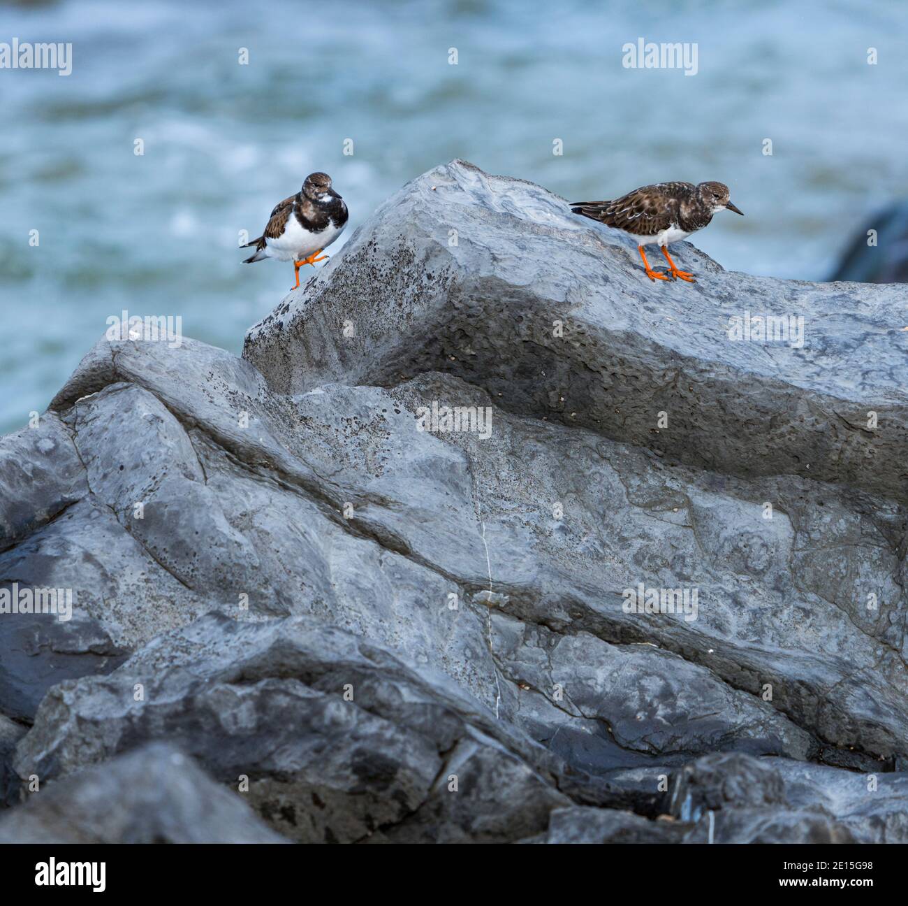 RUDDY TURNSTONE - VUELVEPIEDRAS Arenaria interpres Stock Photo - Alamy