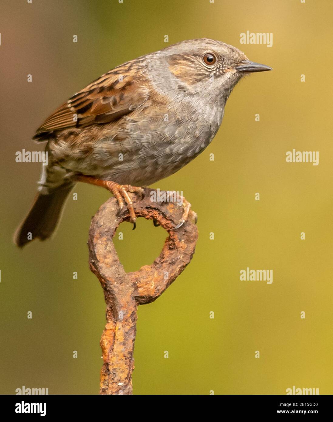 Dunnock hi-res stock photography and images - Alamy