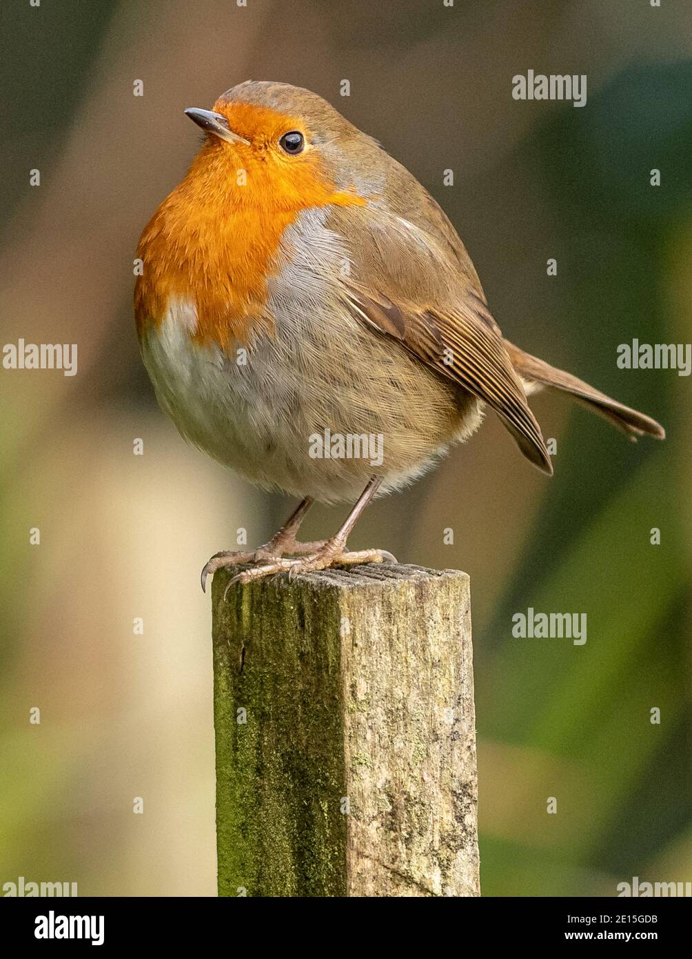 Robin redbreast hi-res stock photography and images - Alamy