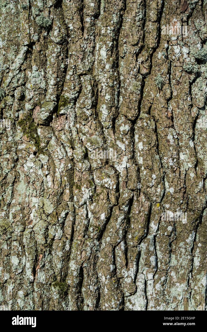 Oak tree bark detail texture or background Stock Photo - Alamy