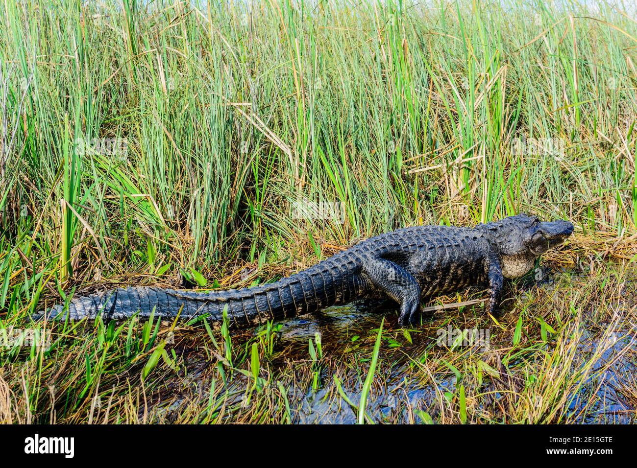 American crocodile everglades hi-res stock photography and images - Alamy