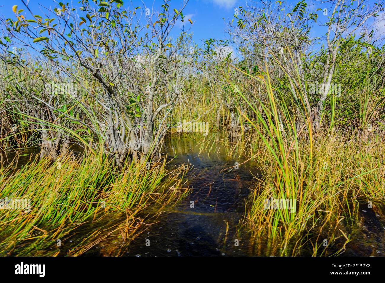 The marshes in the Everglades Stock Photo - Alamy