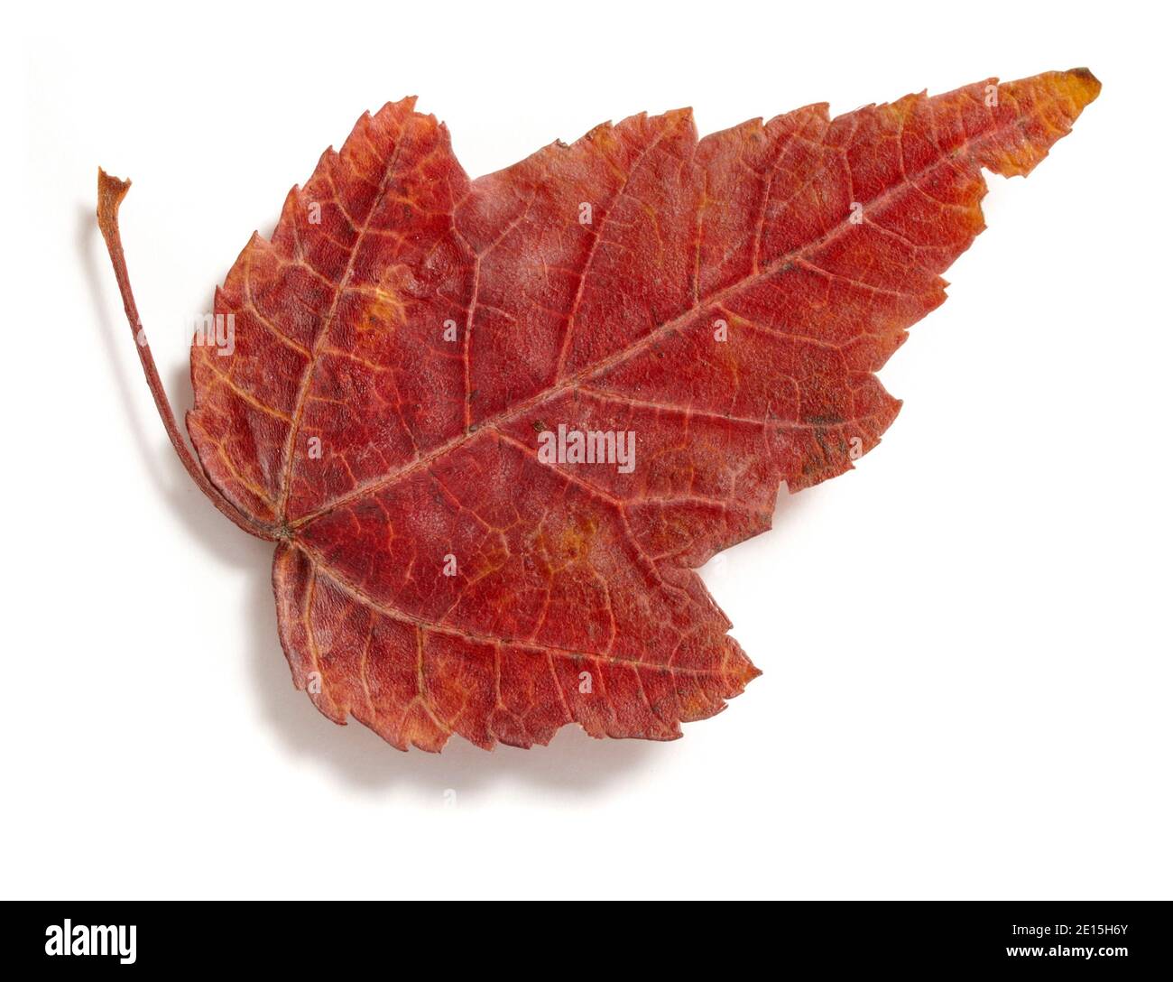 Red Maple leaf photographed on a white background Stock Photo - Alamy