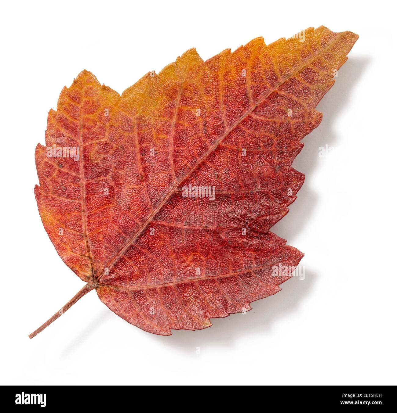 Red Maple leaf photographed on a white background Stock Photo - Alamy