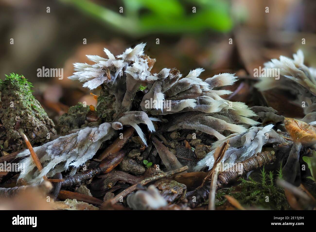 Thelephora penicillata hi-res stock photography and images - Alamy