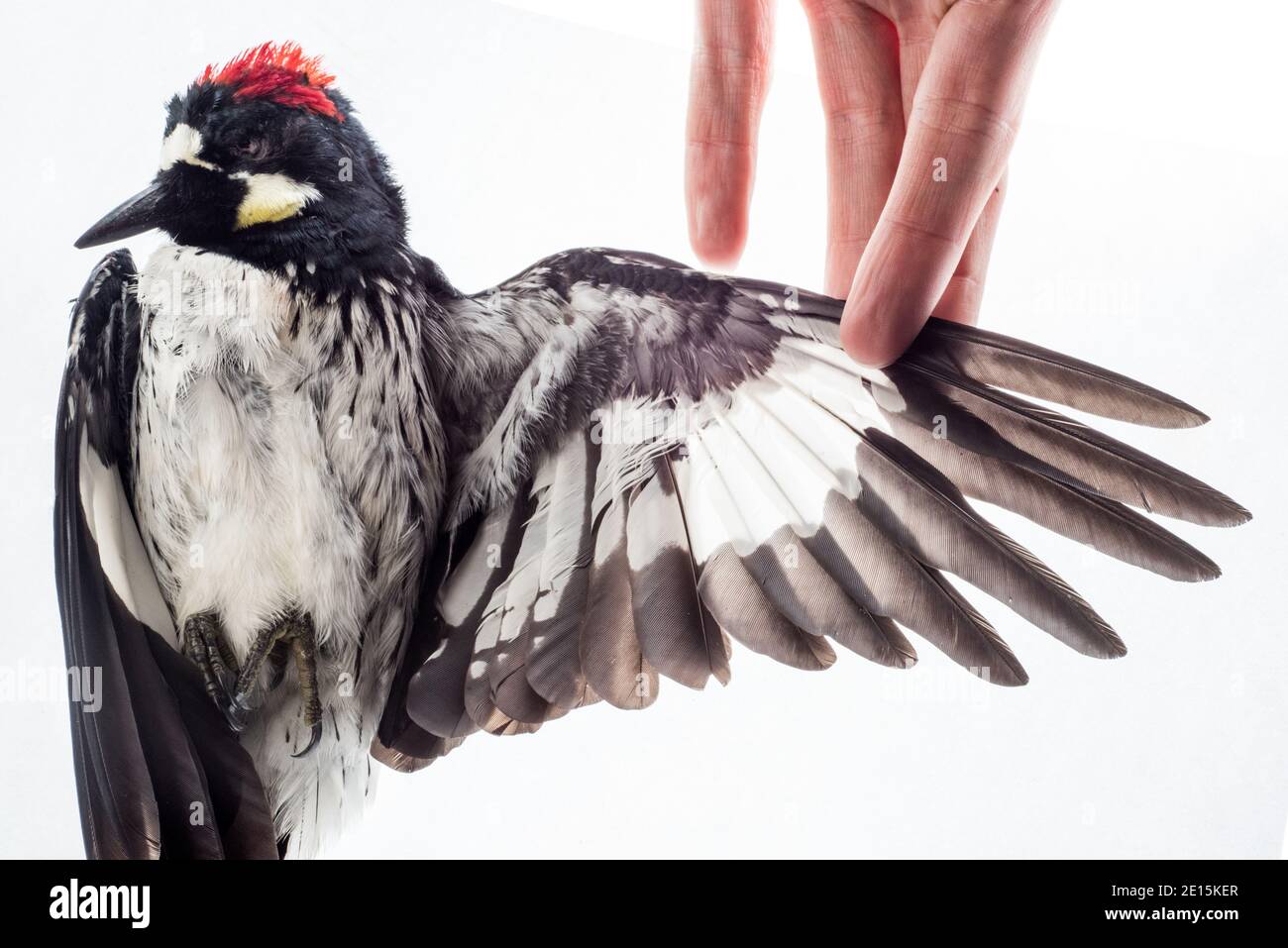 Bird wing anatomy hi-res stock photography and images - Alamy