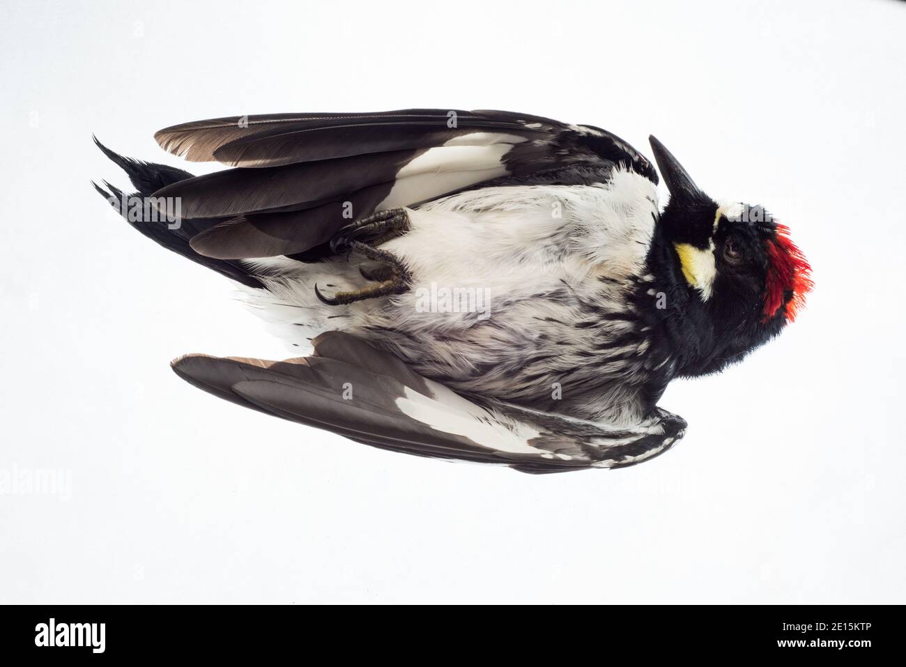 A dead acorn woodpecker (Melanerpes formicivorus) from California ...