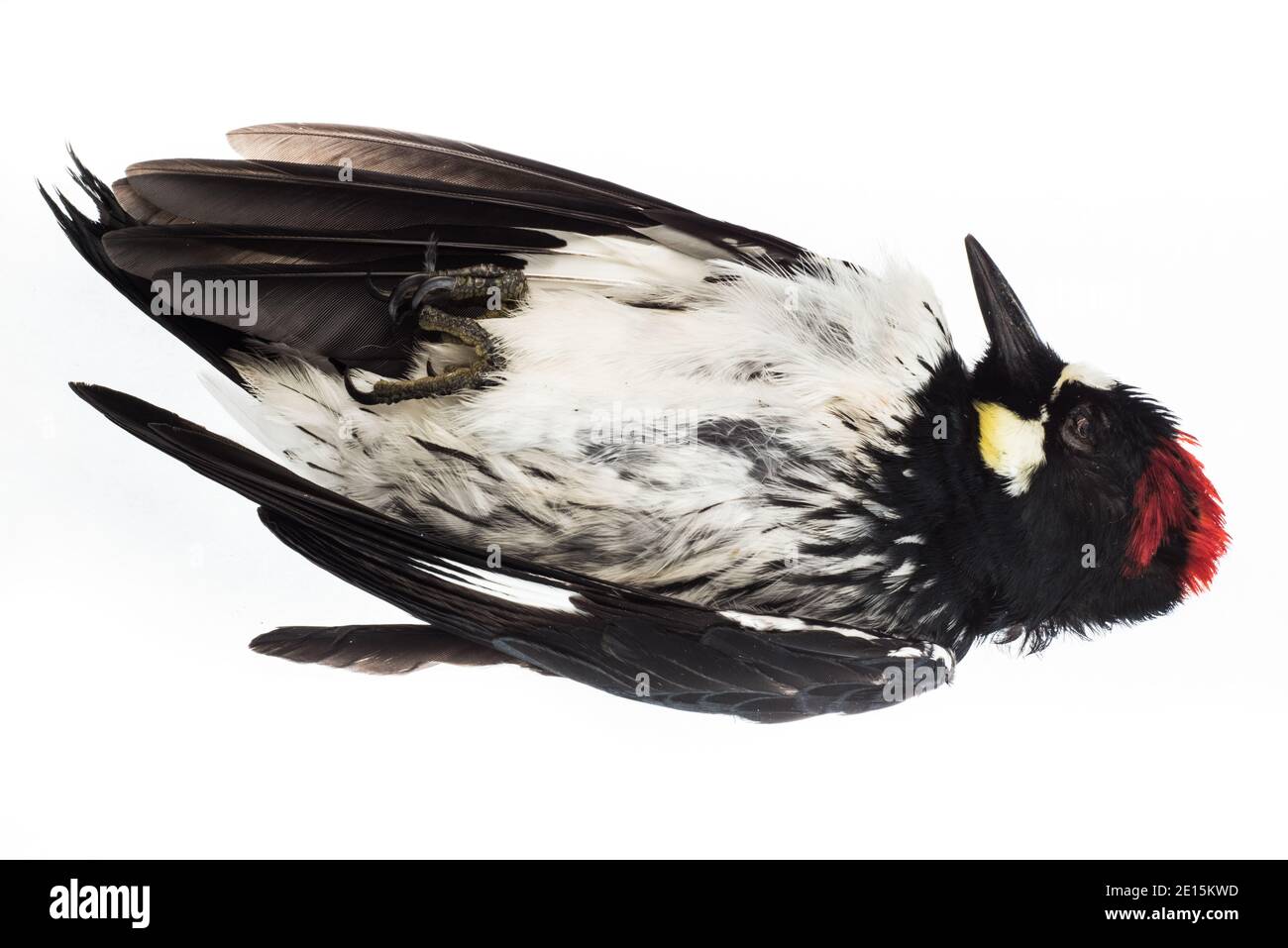 A dead acorn woodpecker (Melanerpes formicivorus) from California ...