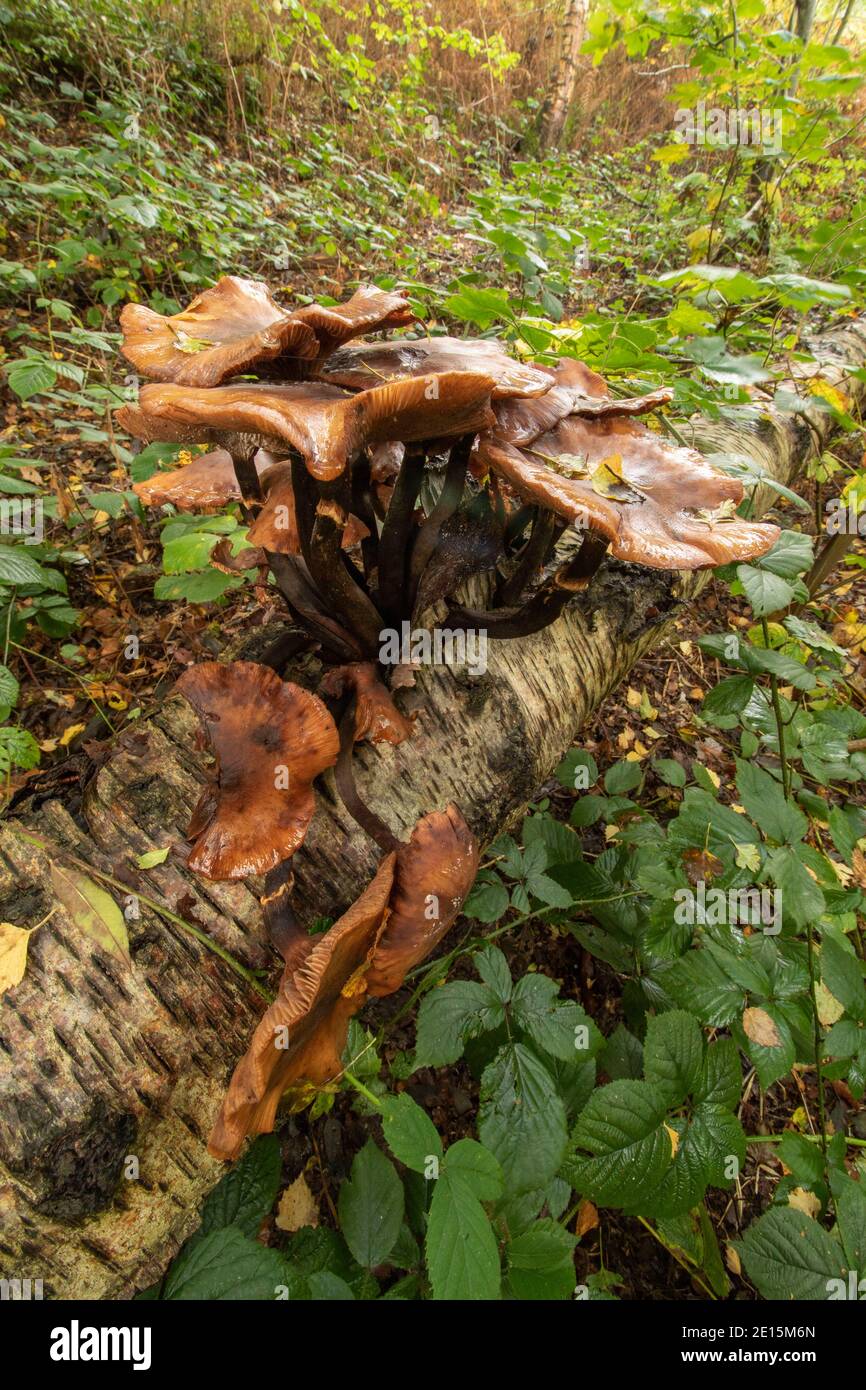 Brown fungi exploding out of a rotting Birch branch in a wider woodland ...