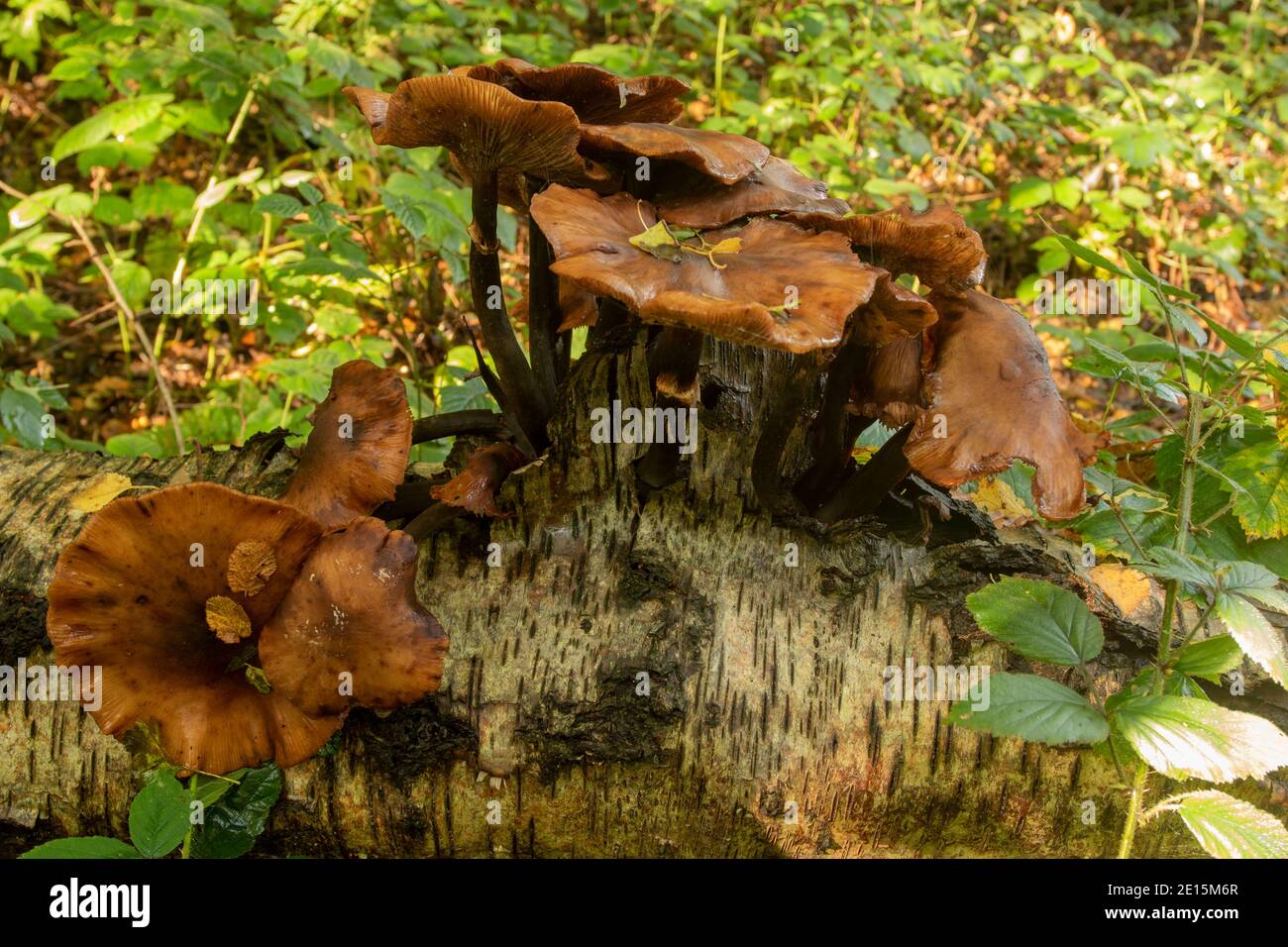 Biogeochemical cycle hi-res stock photography and images - Alamy