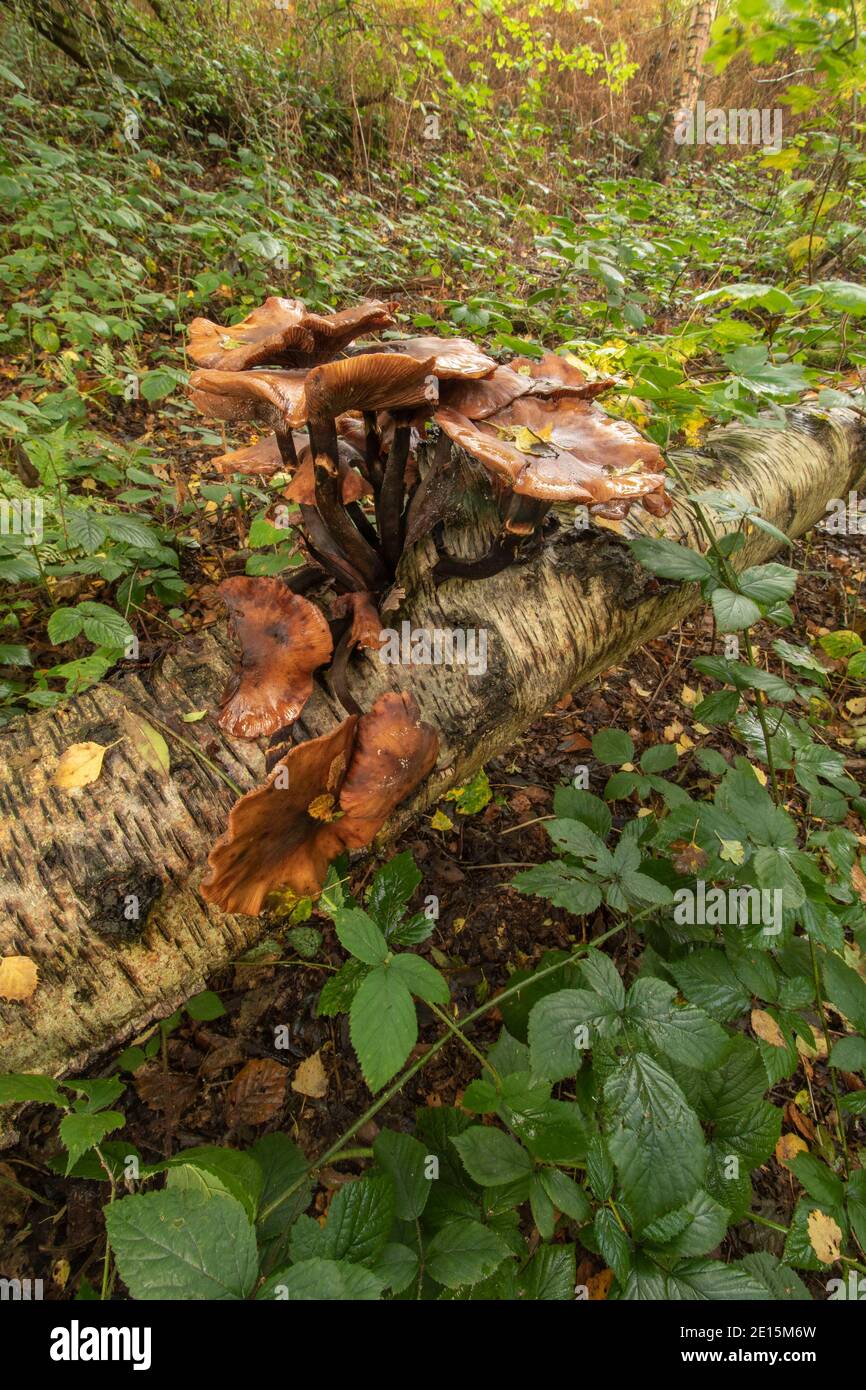 Brown fungi exploding out of a rotting Birch branch in a wider woodland ...