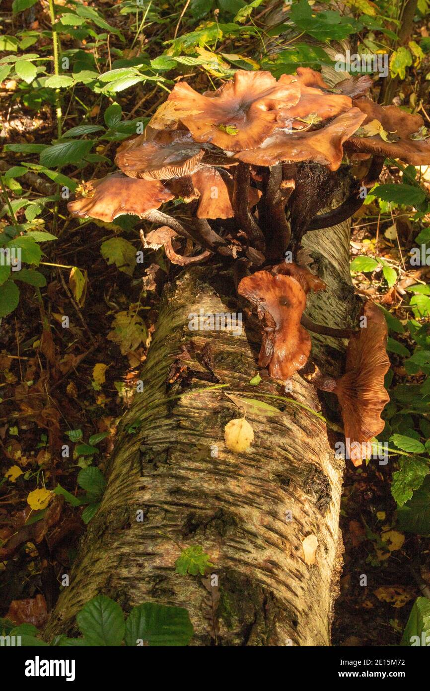 Brown fungi exploding out of a rotting Birch branch in a wider woodland ...