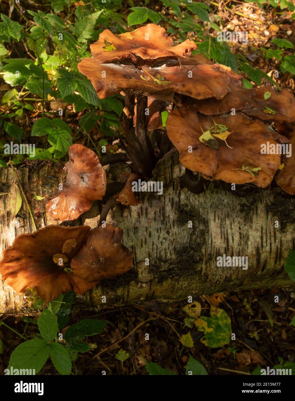 Brown fungi exploding out of a rotting Birch branch in a wider woodland ...