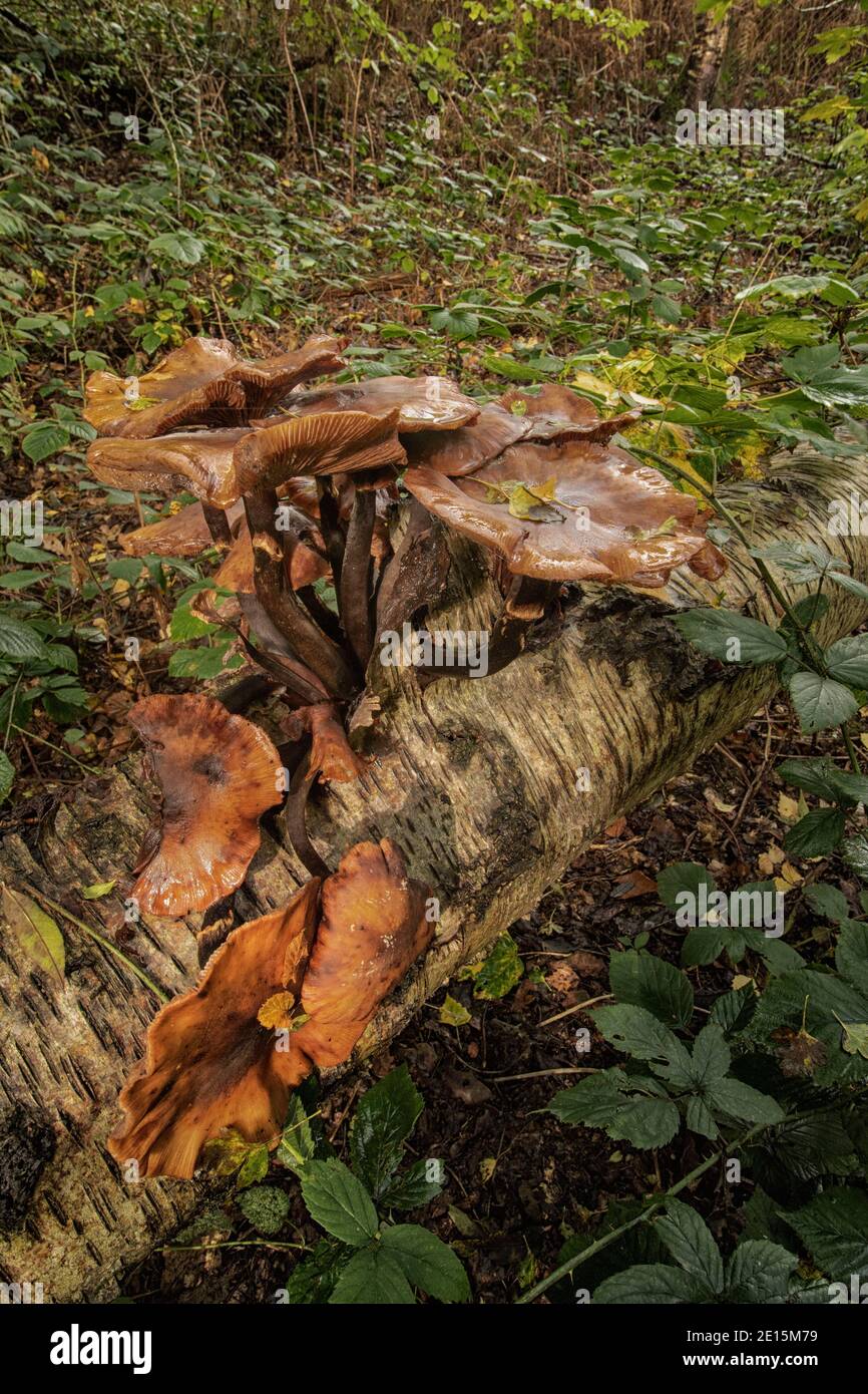 Brown fungi exploding out of a rotting Birch branch in a wider woodland ...