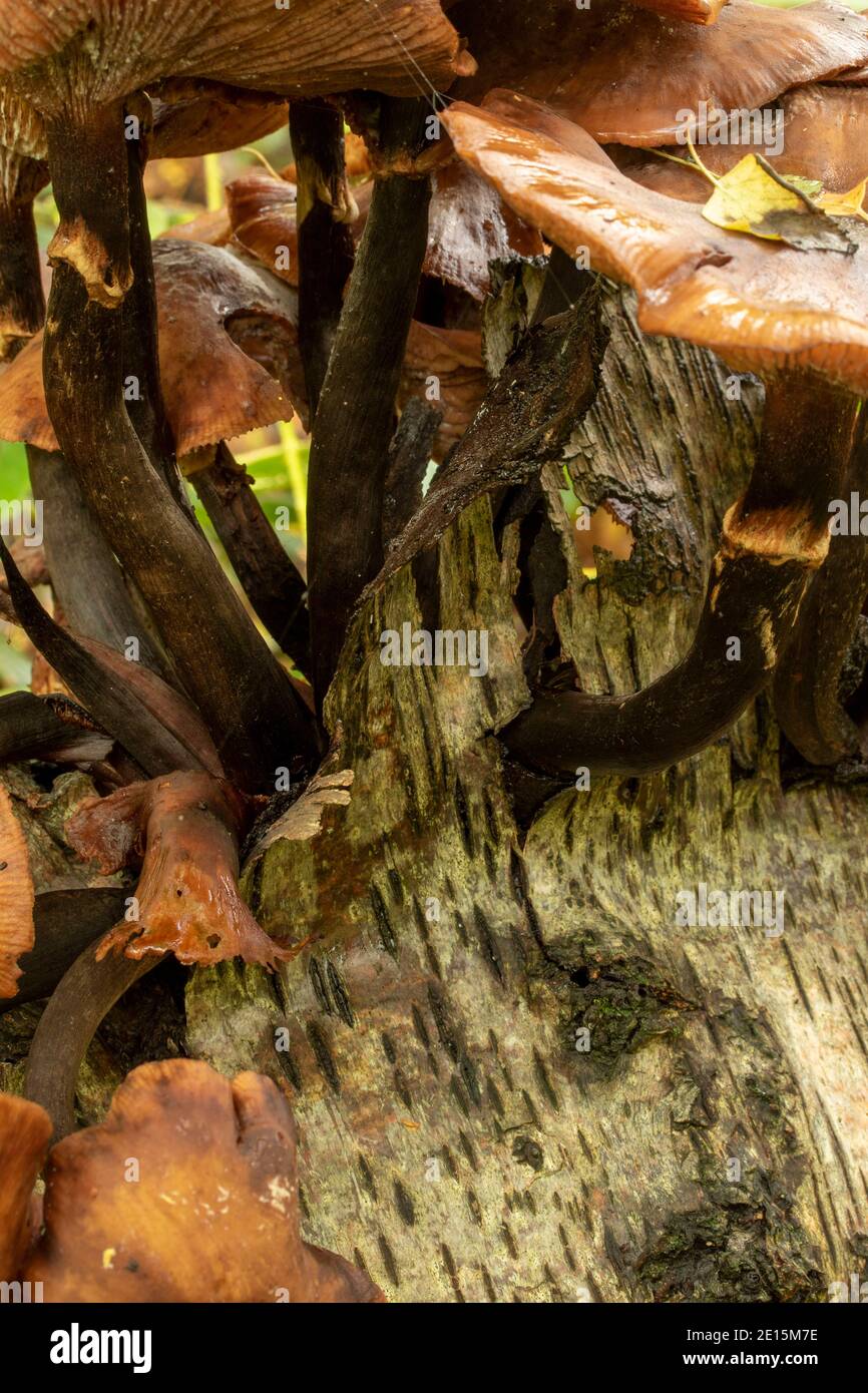 Intimate landscape with bark fungi exploding out of a rotting tree on ...