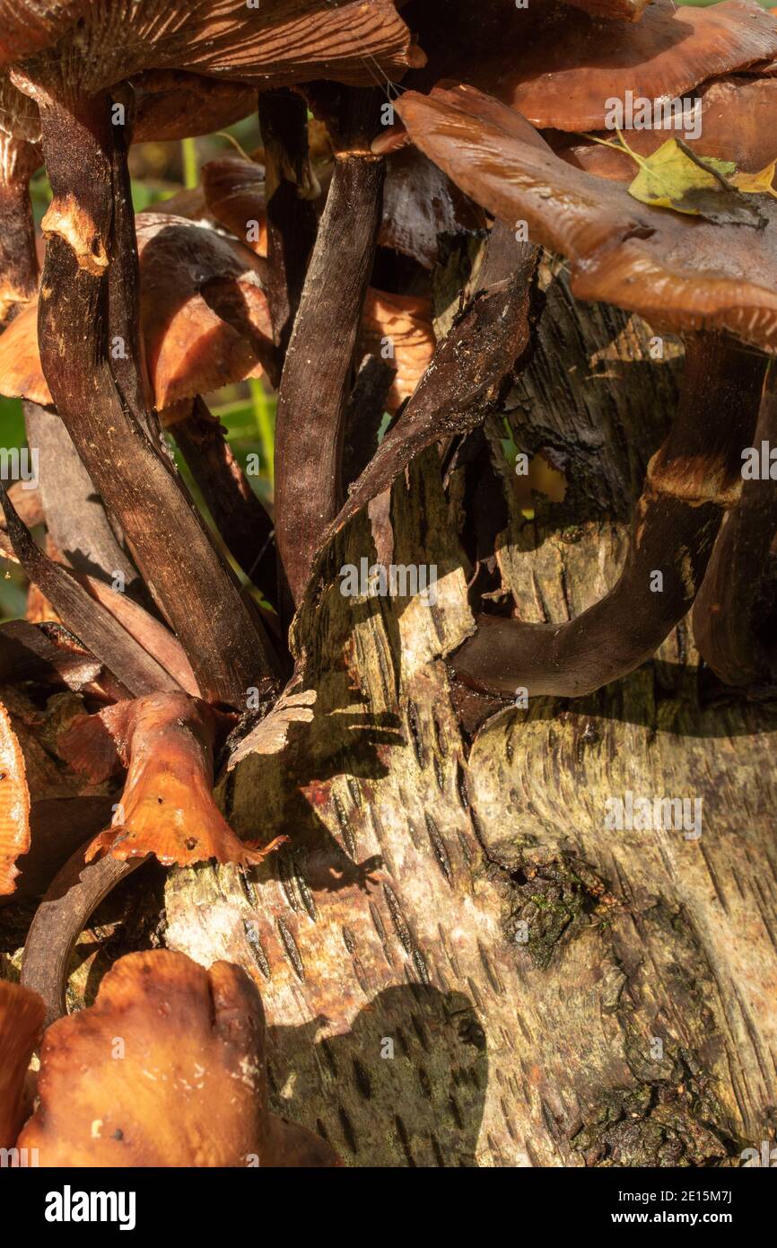 Intimate landscape with bark fungi exploding out of a rotting tree on ...