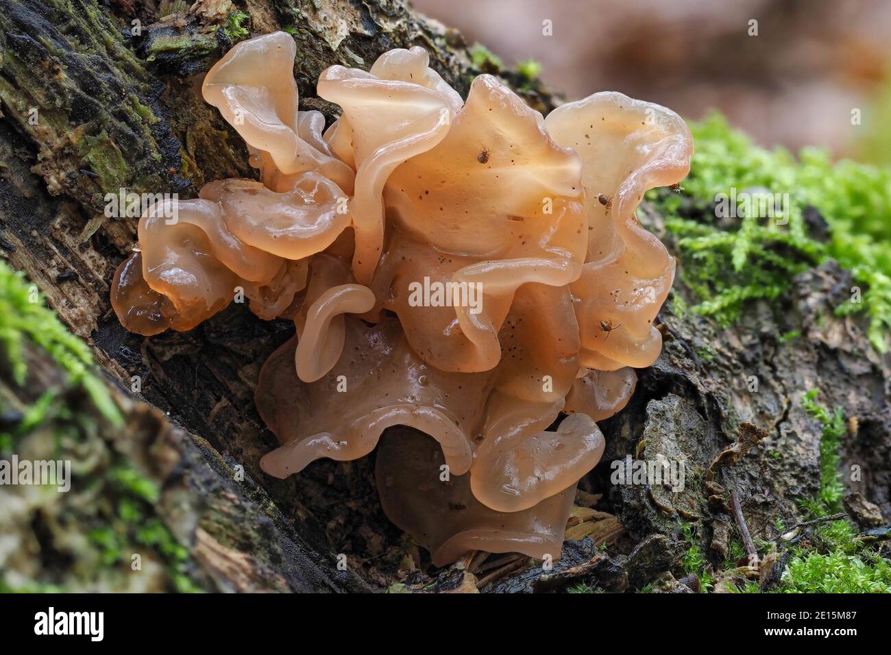 The Leafy Brain (Tremella foliacea) is an inedible mushroom , stacked ...