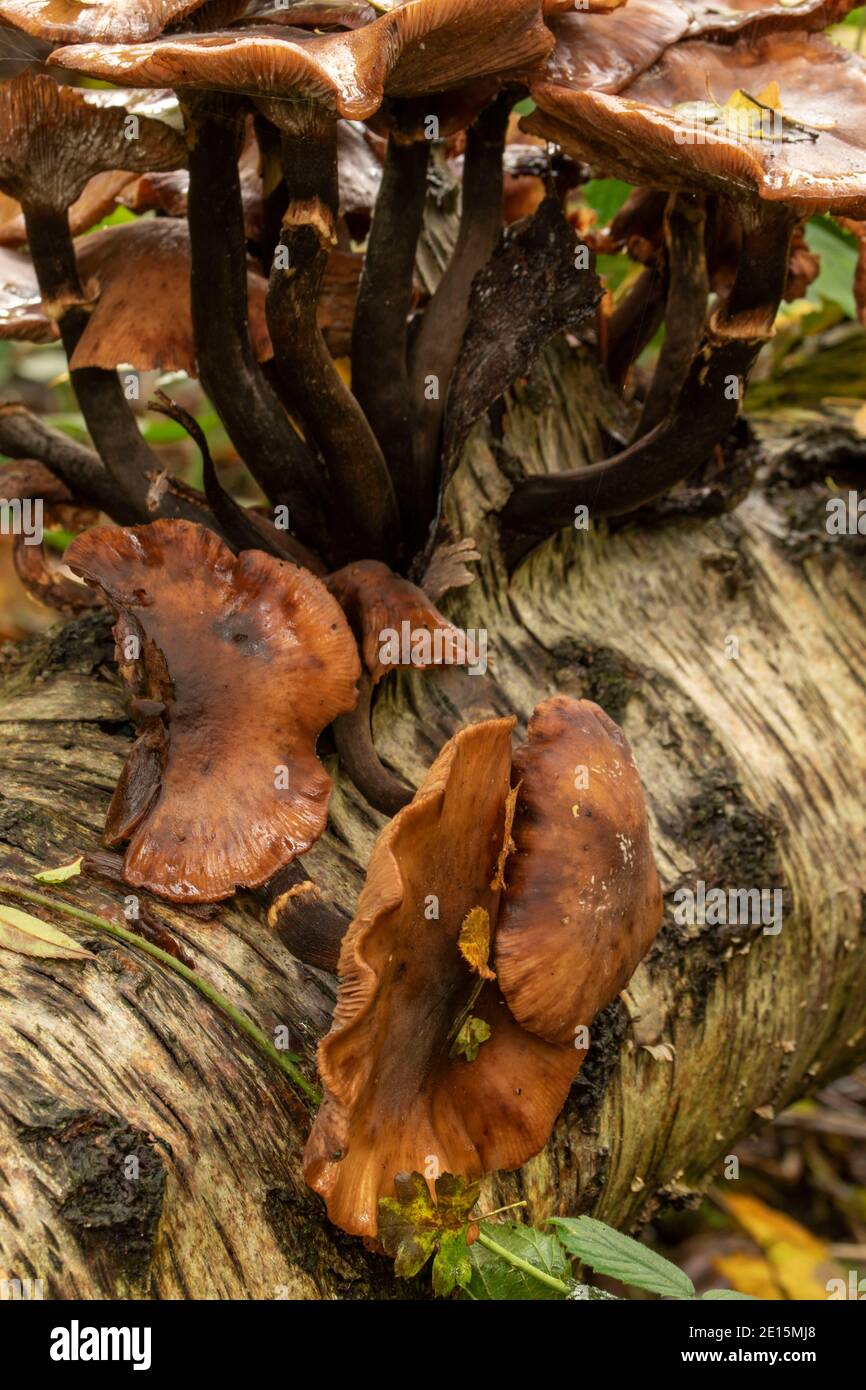 Intimate landscape with bark fungi exploding out of a rotting tree on ...