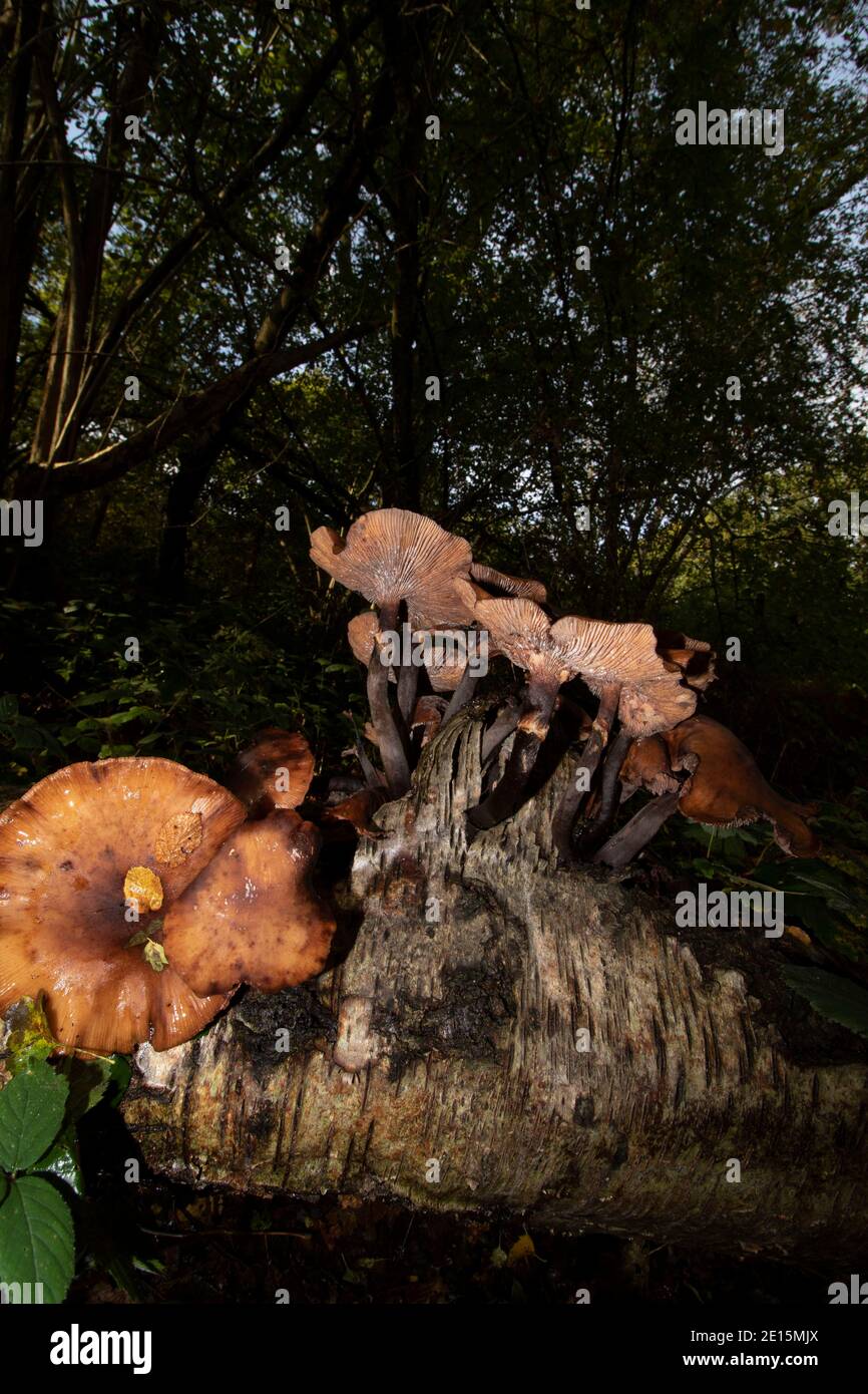 Intimate landscape with bark fungi exploding out of a rotting tree on ...