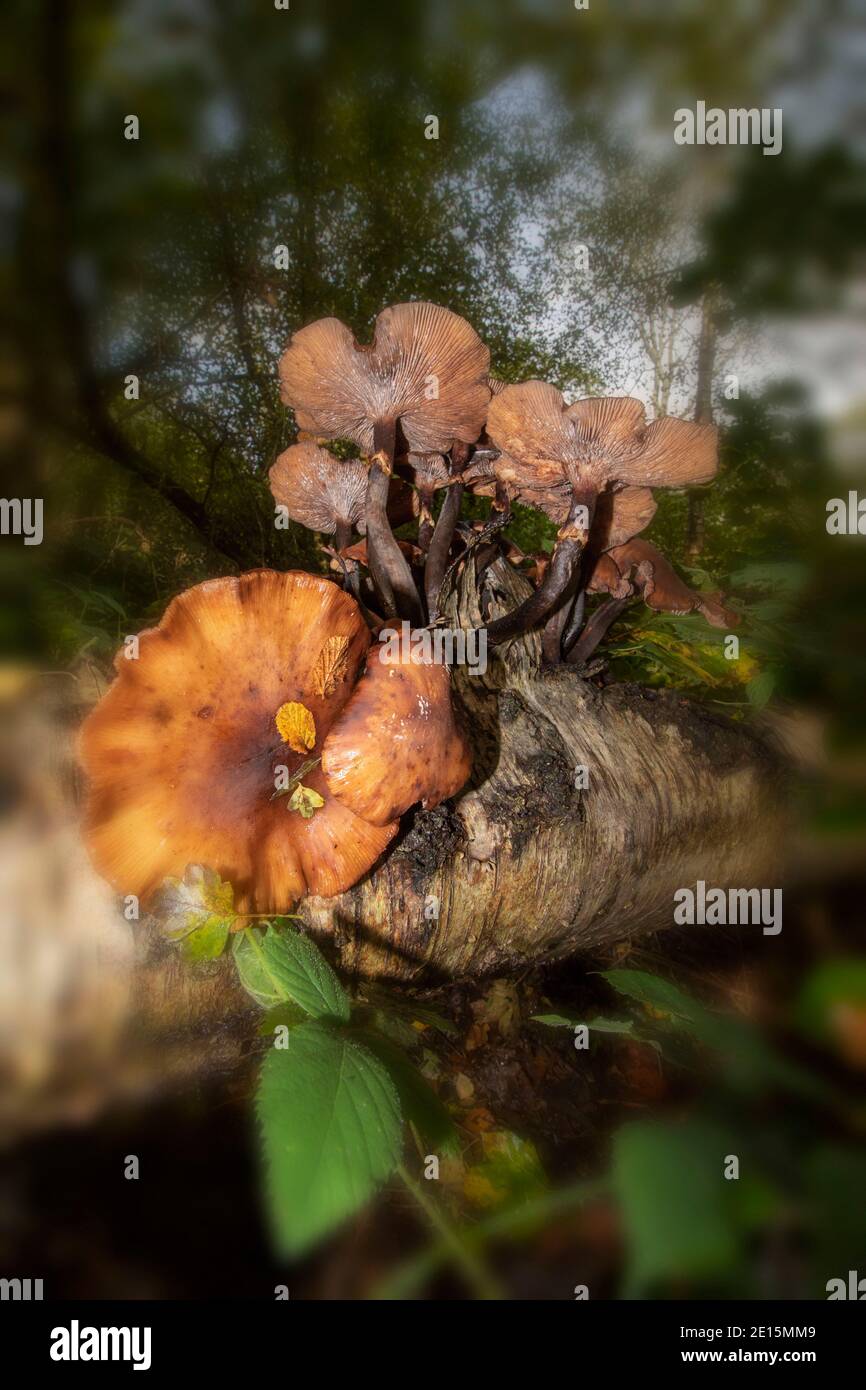 Intimate landscape with bark fungi exploding out of a rotting tree on ...