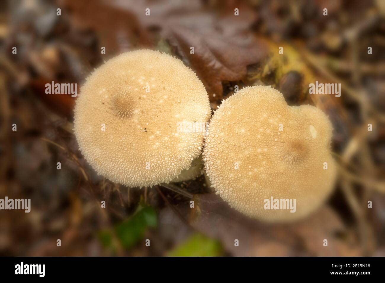 Puffball fungi, natural autumnal woodland portrait Stock Photo - Alamy