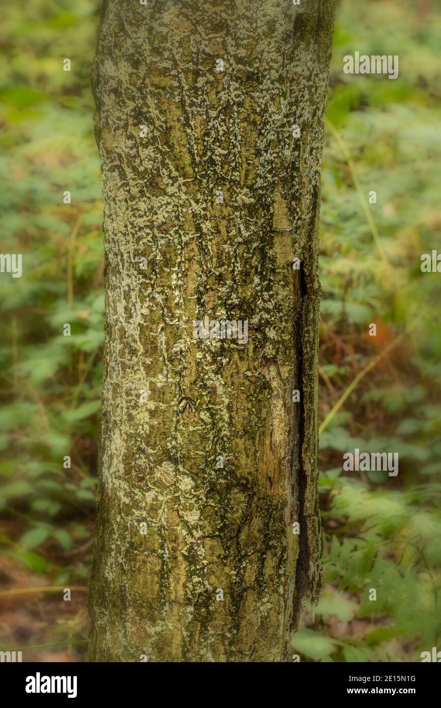 Abstract close-up patterns and textures in nature, simplifying ...