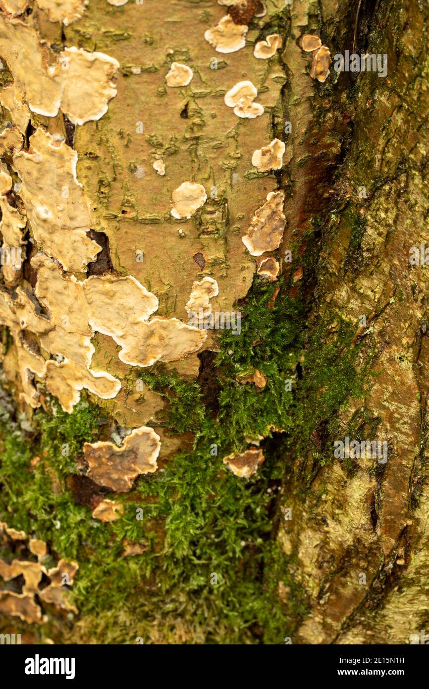 Abstract close-up patterns and textures in nature, simplifying ...