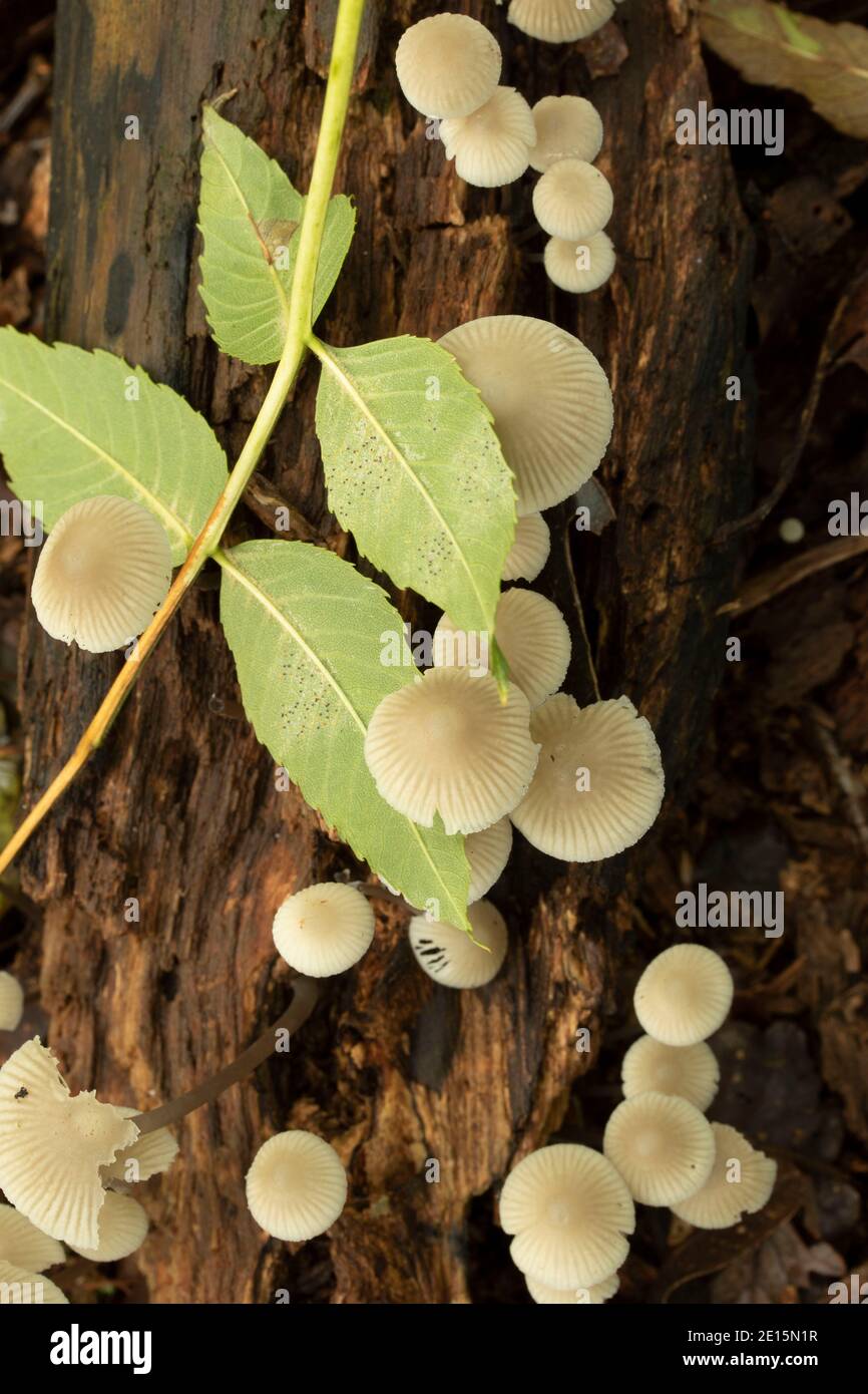 British woodland fungi in their natural environment, decomposers at ...