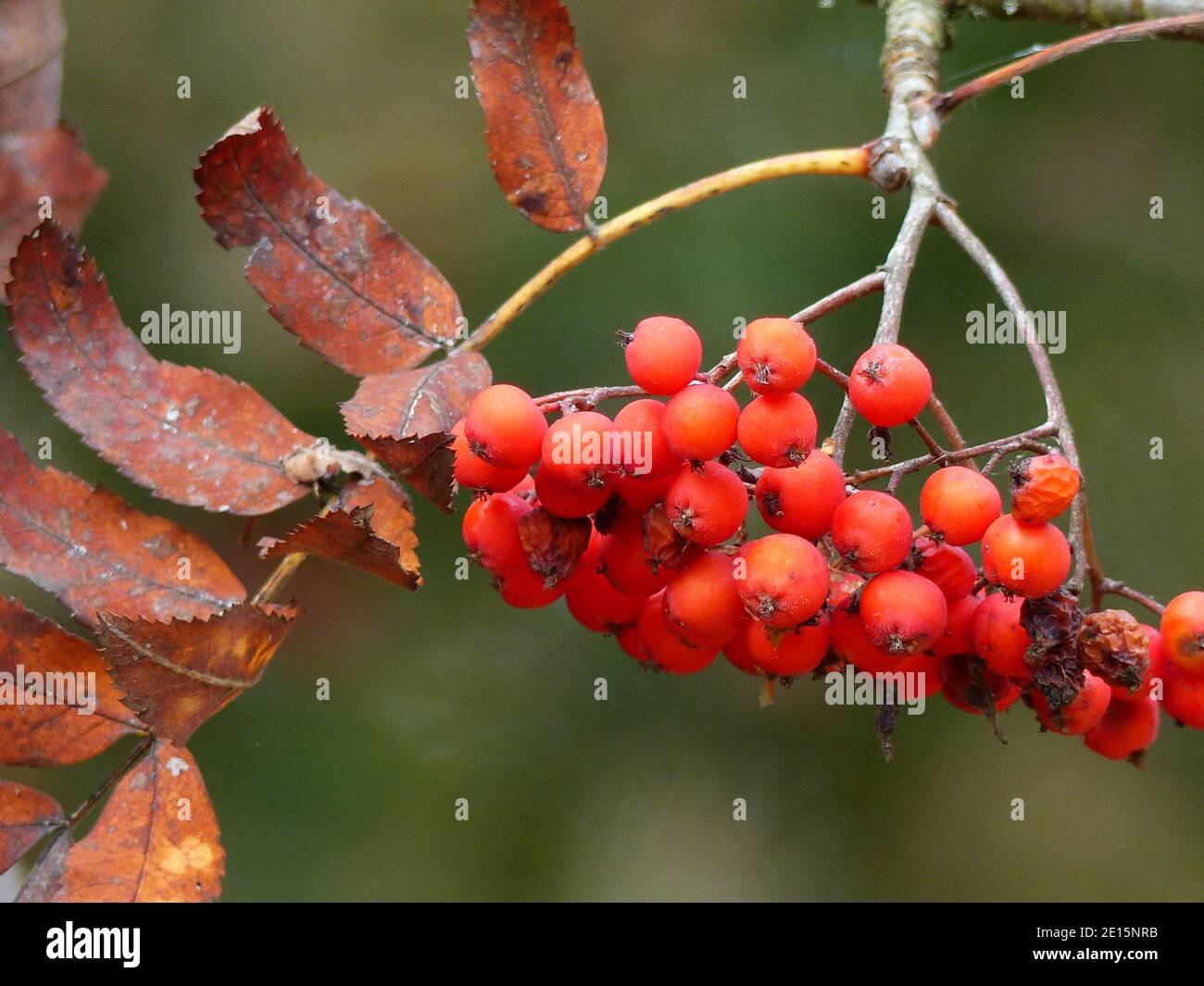 Rowan twigs leaves in hi-res stock photography and images - Alamy