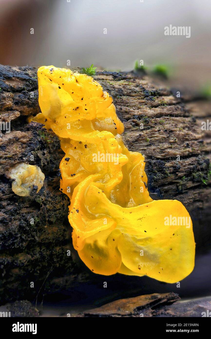 Tremelle mesenterique hi-res stock photography and images - Alamy